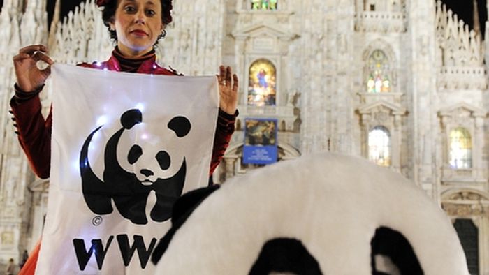 Wwf: il panda compie 50 anni - Società e Costume