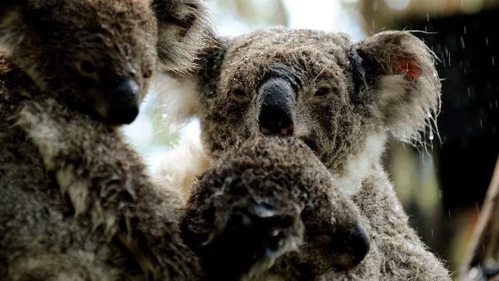 Australia: Koala specie protetta - Europa