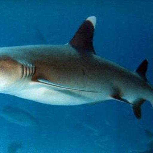 Gli squali pinna bianca salvi con i grandi viaggi - Rubriche Animali