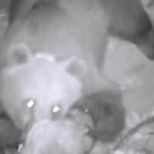 L’orso ha il collare stretto. Scatta la cattura salvavita - Cronaca