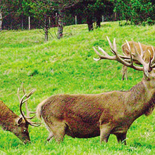 Caccia al cervo sulla Colmen Sette esemplari già abbattuti - Cronaca