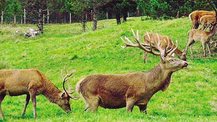 Caccia al cervo sulla Colmen Sette esemplari già abbattuti - Cronaca