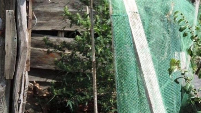Grossa pianta di marijuana in giardino: «L’ho trovata e non l’avevo ...