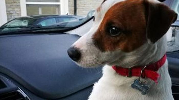 Bormio, ritrovato il cane Rino - Cronaca