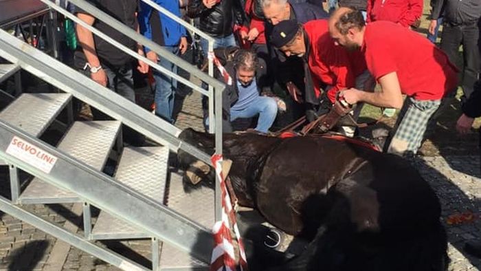 Il cavallo cade e scoppia la polemica a Tirano - Cronaca