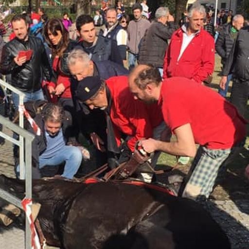 Il cavallo cade e scoppia la polemica a Tirano - Cronaca