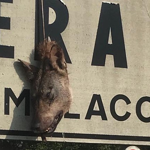Testa di lupo sul cartello Clima teso a Samolaco - Cronaca, Chiavenna