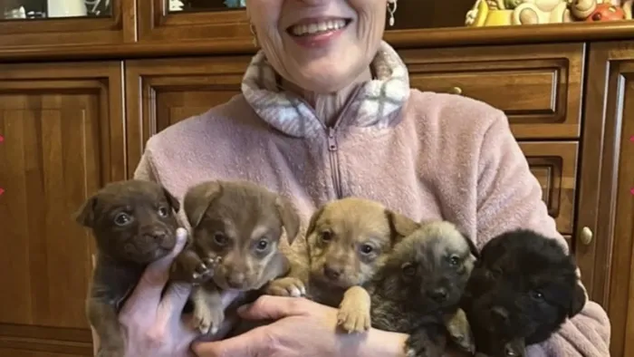 Titti, la signora gentile che salva i gattini Ora cresce cinque cani ...