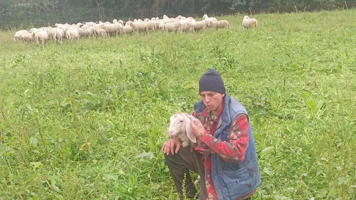 Galbiate, l’esito degli esami: le pecore morte dopo aver ingerito ...