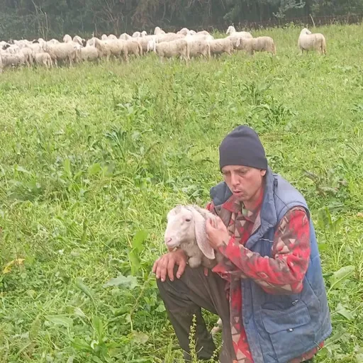 Galbiate, l’esito degli esami: le pecore morte dopo aver ingerito ...