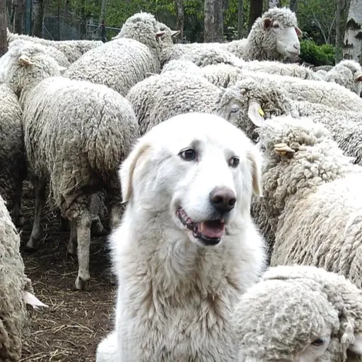 Una pecora sbranata e venti animali dispersi. «Il cane? Era nel recinto ...