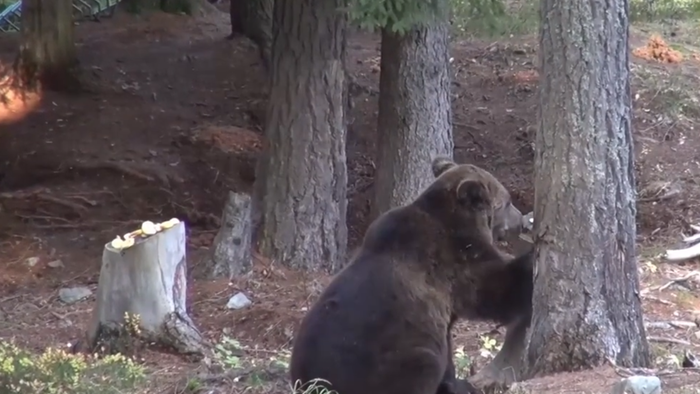 L’orso esce dal letargo, orme sospette in località Alpe Campelli - Cronaca