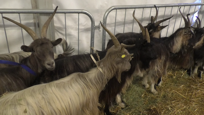 Gerola Alta: torna la mostra della Capra Orobica - Cultura e Spettacoli ...