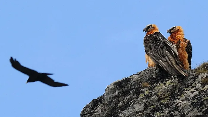Felicità allo Stelvio: nell’area trentina è nato il gipeto Marco ...