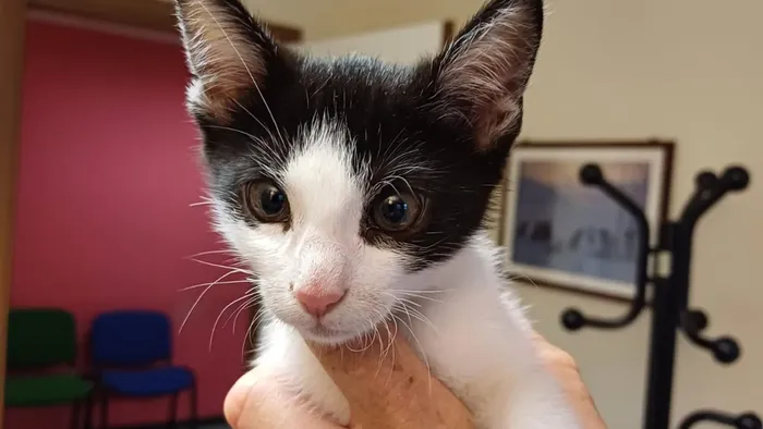 Abbandonano gattino, interviene ATS Brianza. I veterinari: «Gesto ...