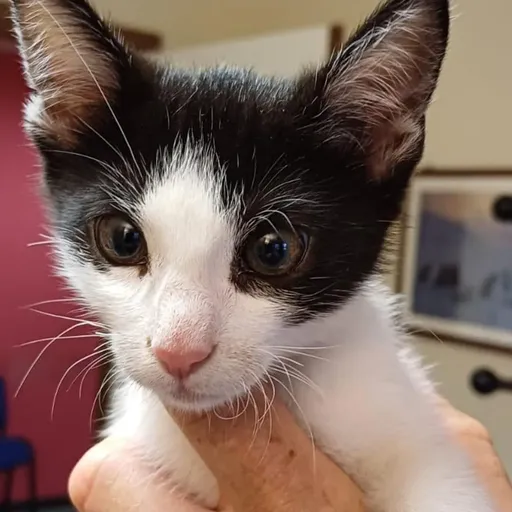 Abbandonano gattino, interviene ATS Brianza. I veterinari: «Gesto ...