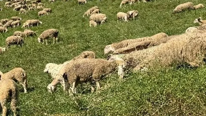 Moria di pecore, una raccolta fondi per l’allevatore colpito: «Sono ...