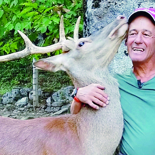 «Era il cervo più amato d’Italia»: Bambi, il post di Attilio Fontana ...