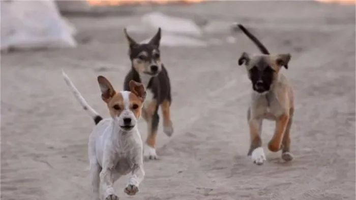A Lecco un cane ogni dieci abitanti: un esercito di meticci che batte ...