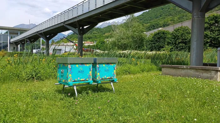 Giornata Mondiale delle Api: a Lecco nasce BeeLab, il laboratorio ...