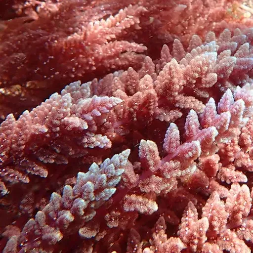 Punte blu e frutti bianchi, così comunicano le alghe - Ansa Tecnologia