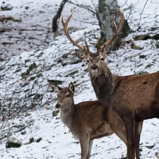 Cervi in amore: stop al traffico notturno in Val Fontana a Chiuro ...