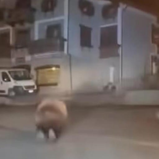 Orso seguito e filmato a Oga, Brambilla attacca: «Comportamento ...